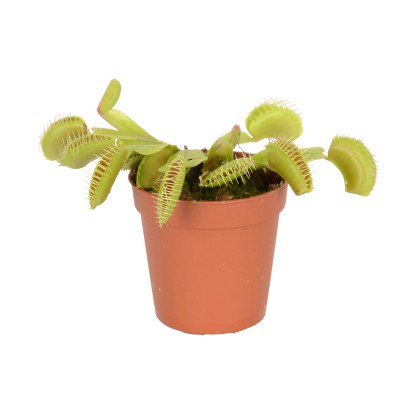 Muholovka, Ø lončka pribl. 6 cm, Dionaea muscipula | OBI.si
