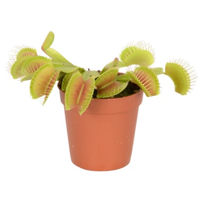 Muholovka, Ø lončka pribl. 6 cm, Dionaea muscipula | OBI.si